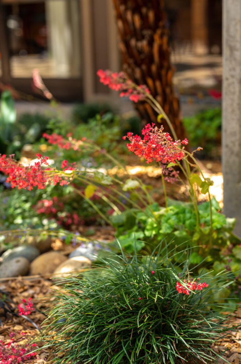 Spring Lake Village Atrium - Cagwin & Dorward