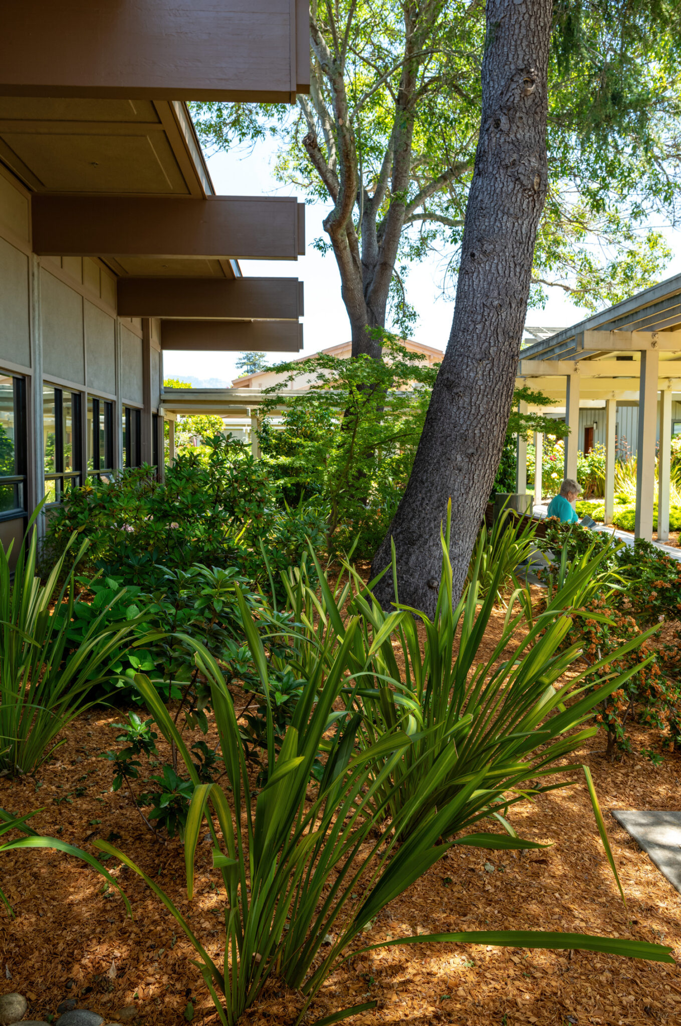 Spring Lake Village Irrigation System and Landscaping - Cagwin & Dorward