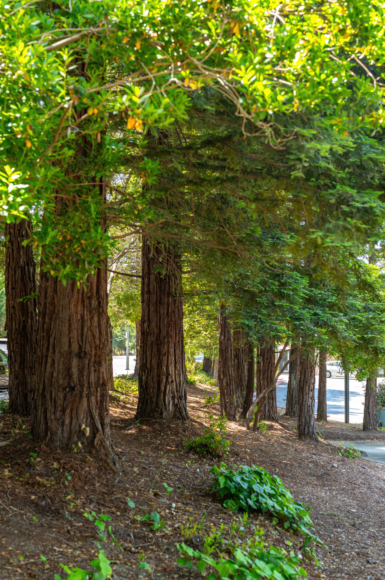 Spring Lake Village Irrigation System and Landscaping - Cagwin & Dorward