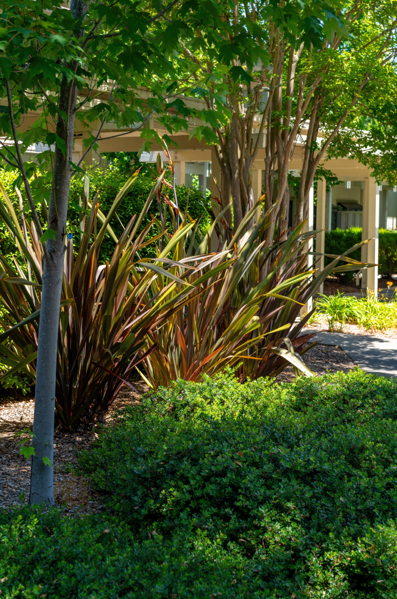 Spring Lake Village Irrigation System and Landscaping - Cagwin & Dorward