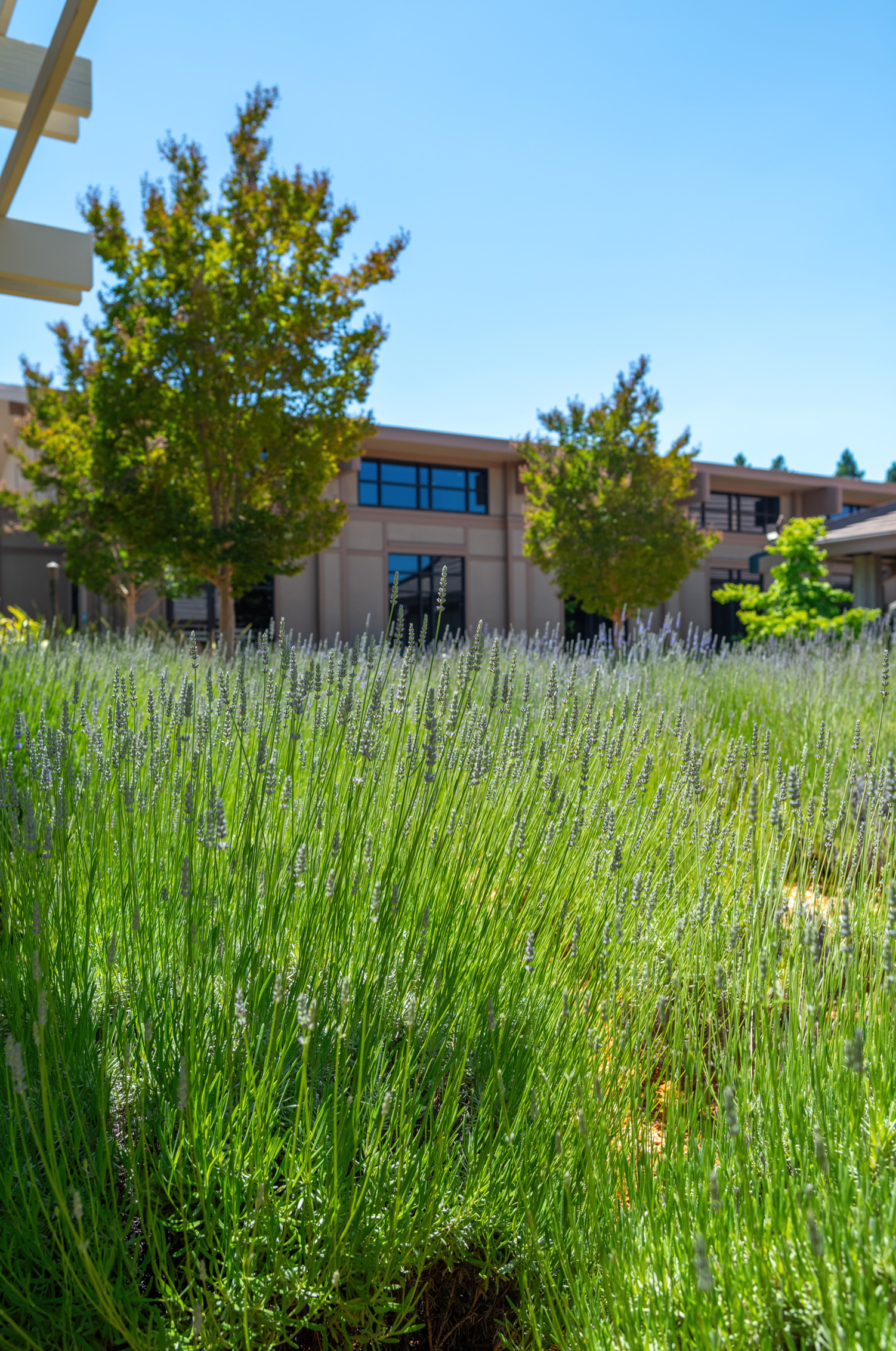 Spring Lake Village Irrigation System and Landscaping - Cagwin & Dorward